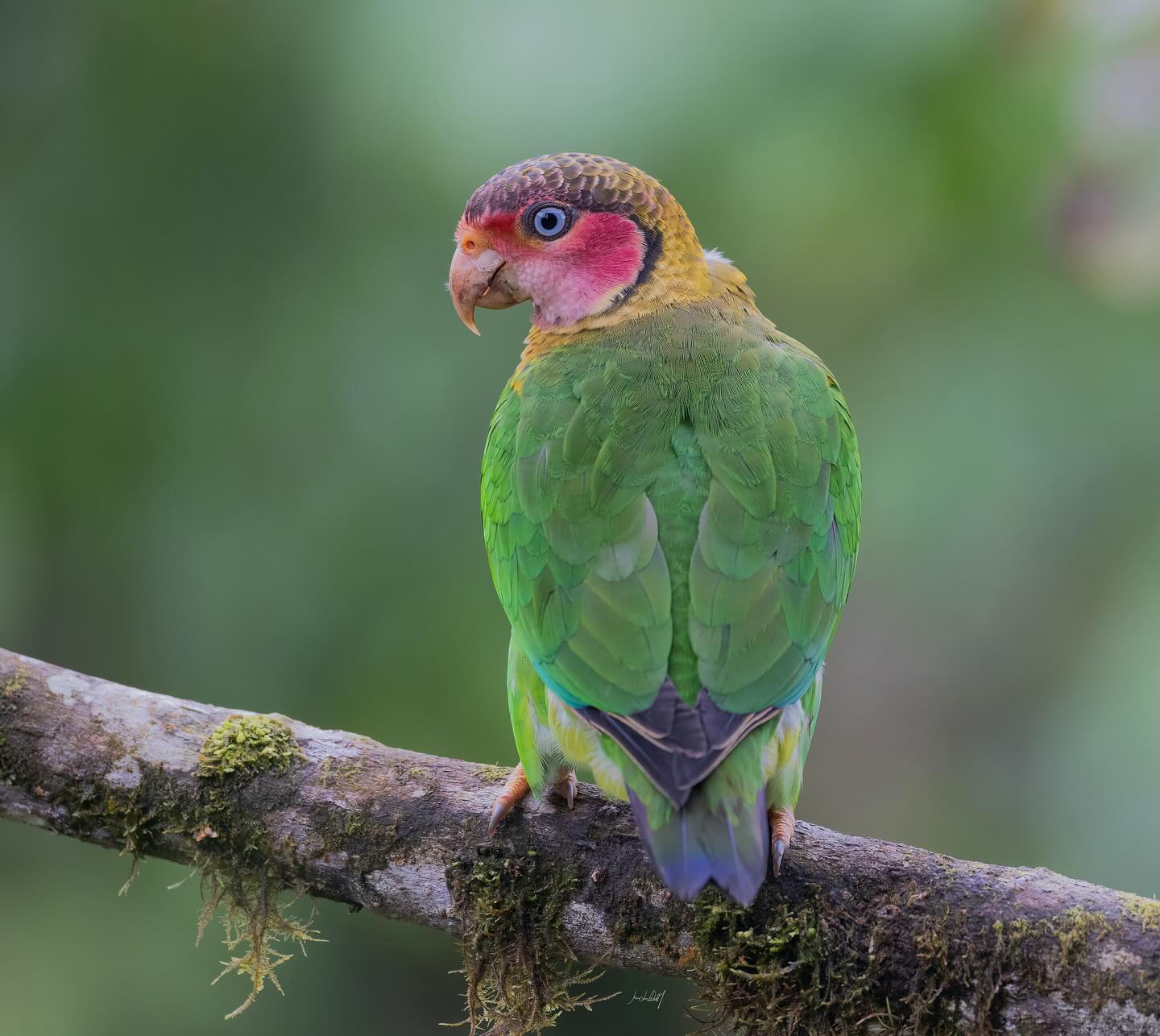 Bird & Wildlife Photography Tours | Trogon Photo Tours