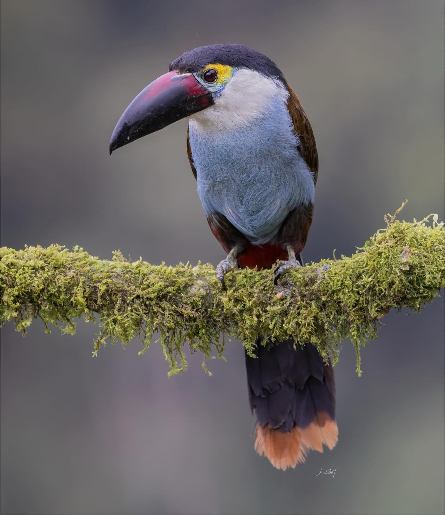 Bird & Wildlife Photography Tours | Trogon Photo Tours