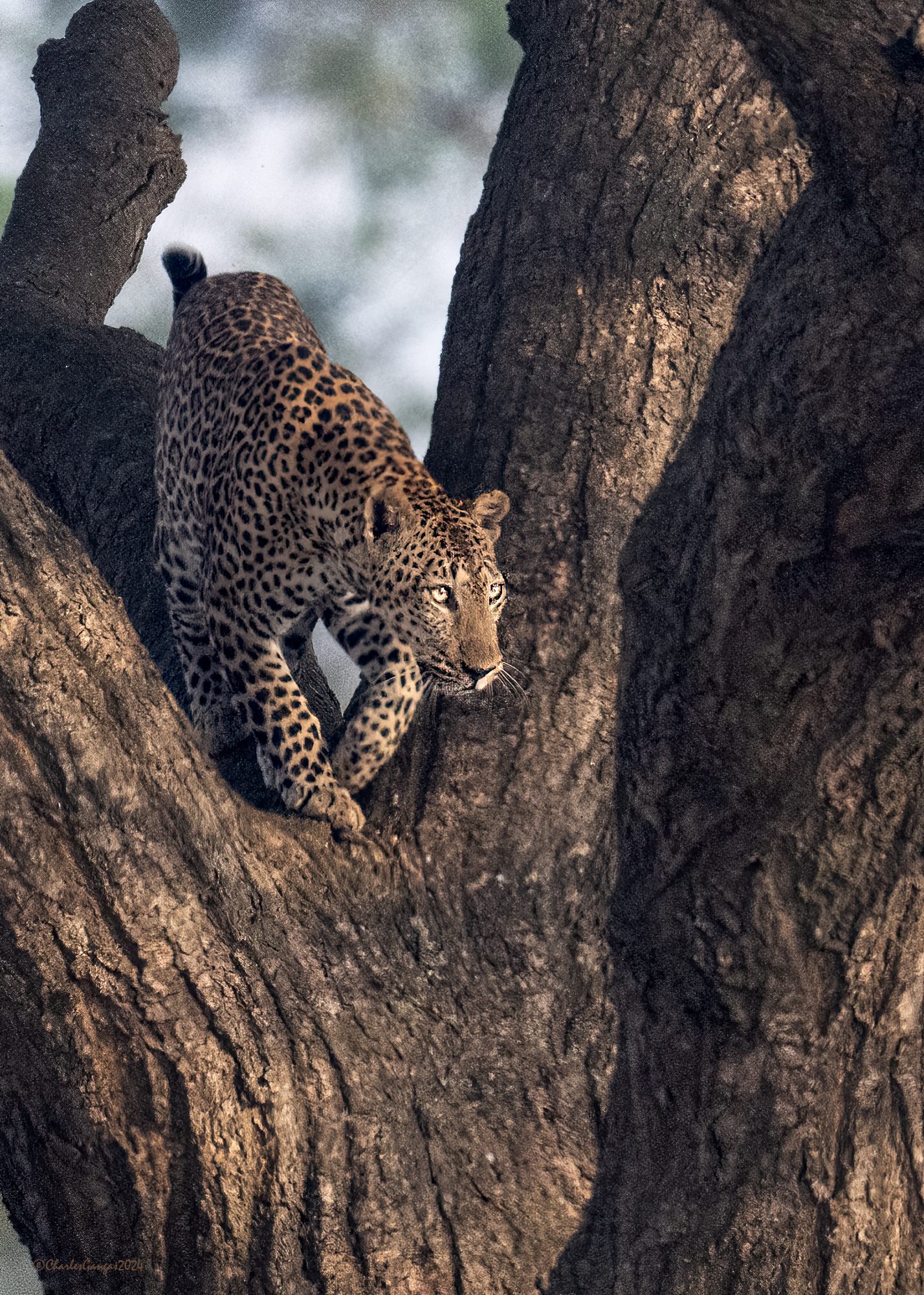 UGANDA GALLERY - trogontours.net